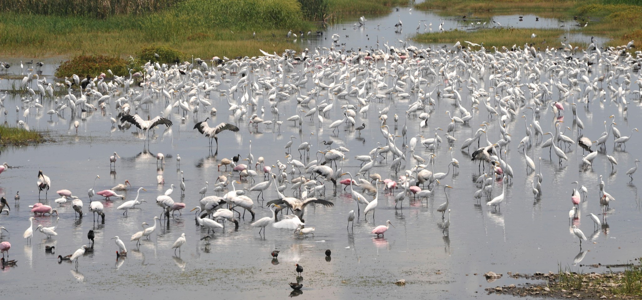 101125_STA_Mixed_Wading_Bird_Flock | South Florida Water Management ...